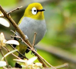 The Biodiversity Project – For Teachers